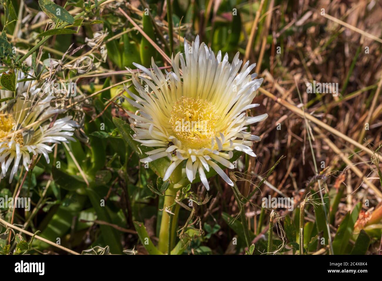 Carpobrotus edulis ground creeping hi-res stock photography and images ...