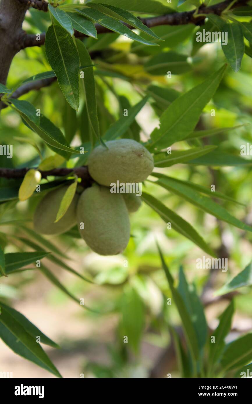 Half dry and half green tree hi-res stock photography and images - Alamy