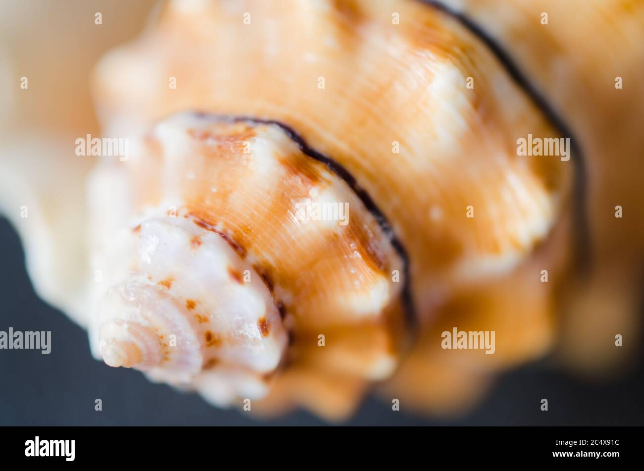 Spiral and curly sea shell texture. Close up of a seashell Stock Photo ...