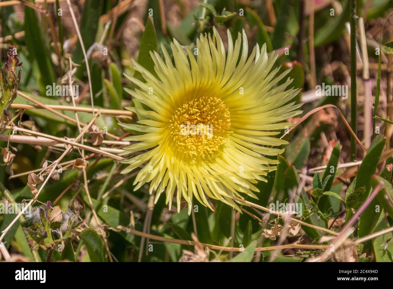 Carpobrotus edulis, Hottentot fig in Flower Stock Photo - Alamy