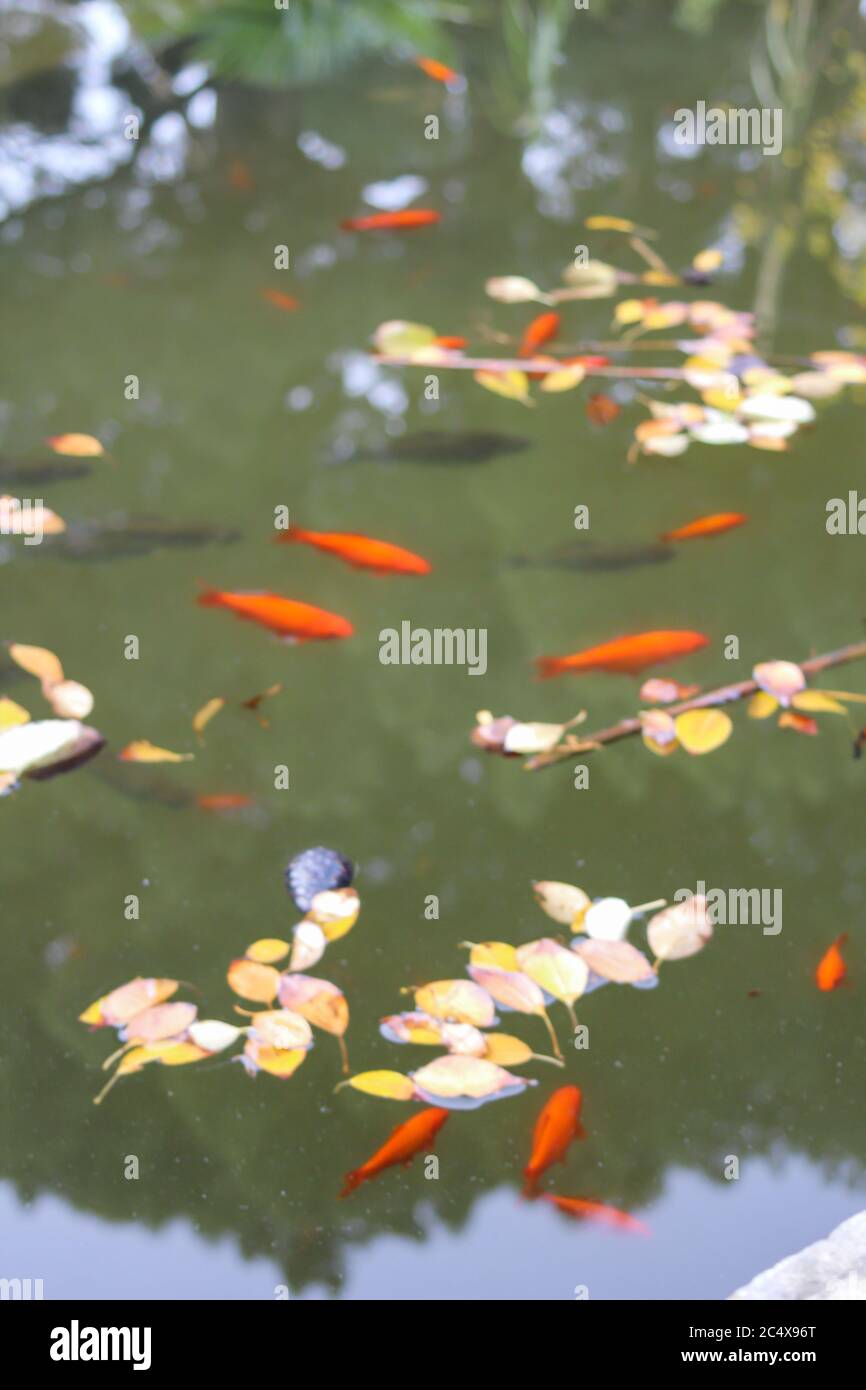 Botanical garden lake with colored fish and jug leaves Stock Photo - Alamy