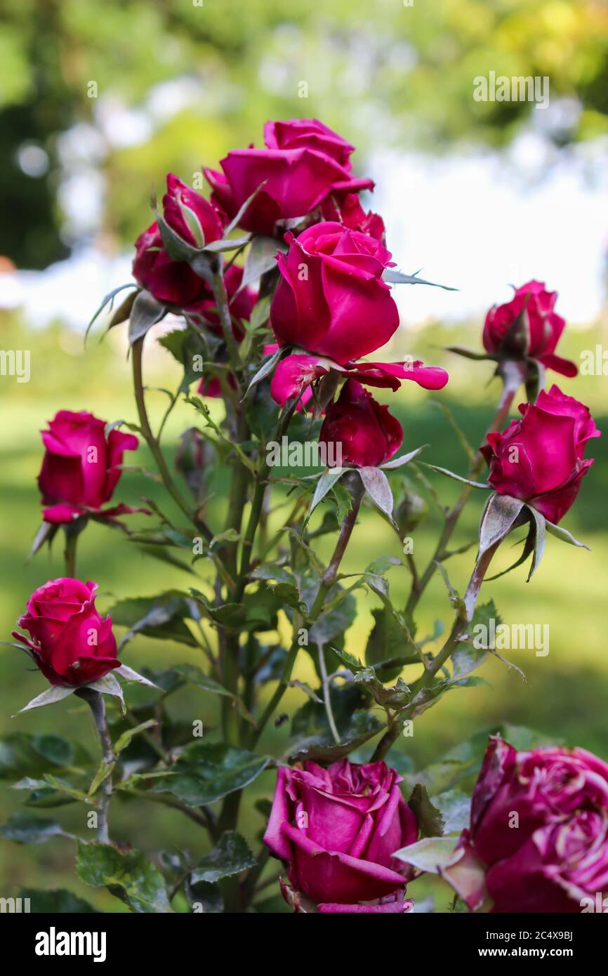 Pink flowers grow in the garden around the greenery Stock Photo - Alamy