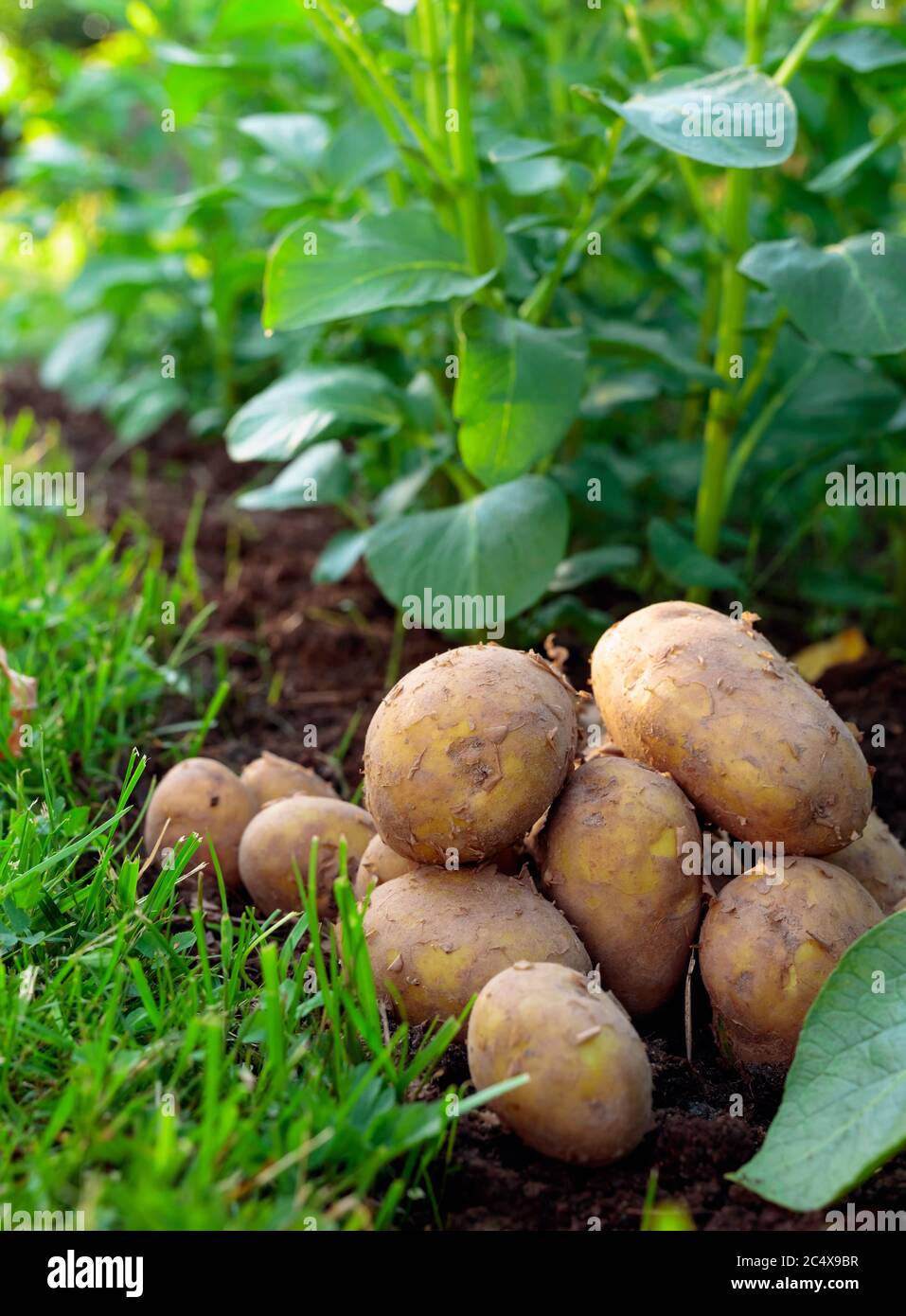 Raw potato on a bed. Natural vegetable fresh agriculture food Stock ...