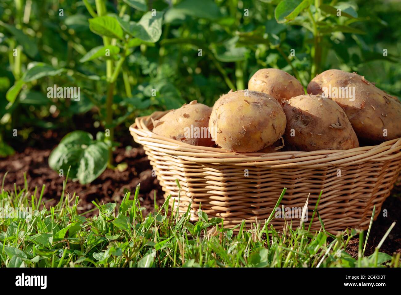 Natural vegetable fresh agriculture food. Raw potato in basket on a bed ...