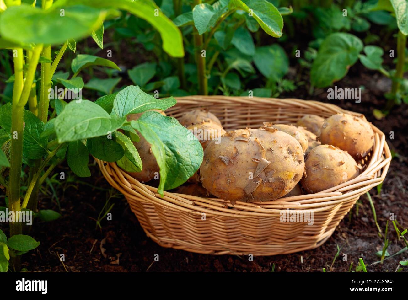 Natural vegetable fresh agriculture food. Raw potato in basket on a bed ...
