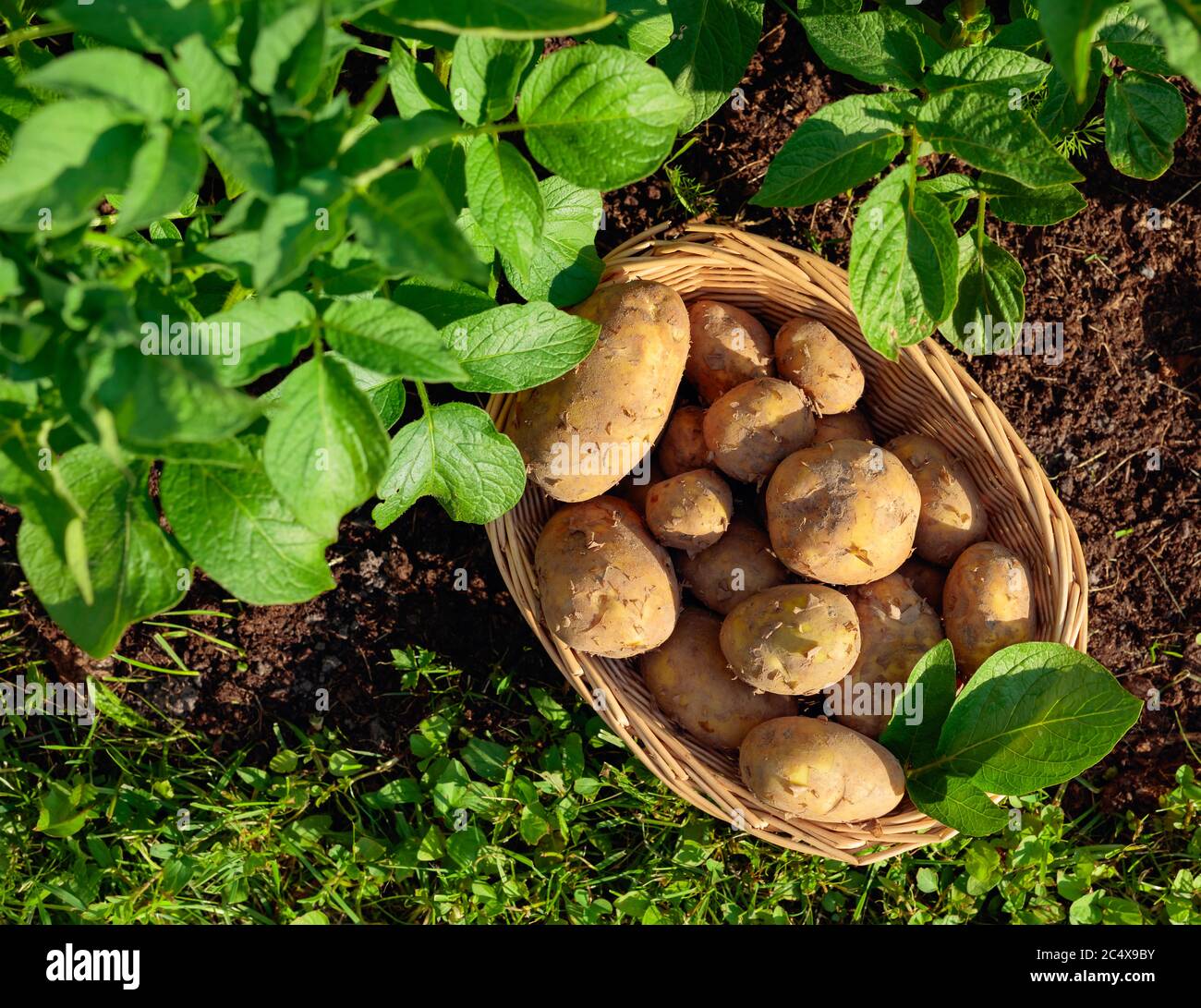 Natural vegetable fresh agriculture food. Raw potato in basket on a bed ...