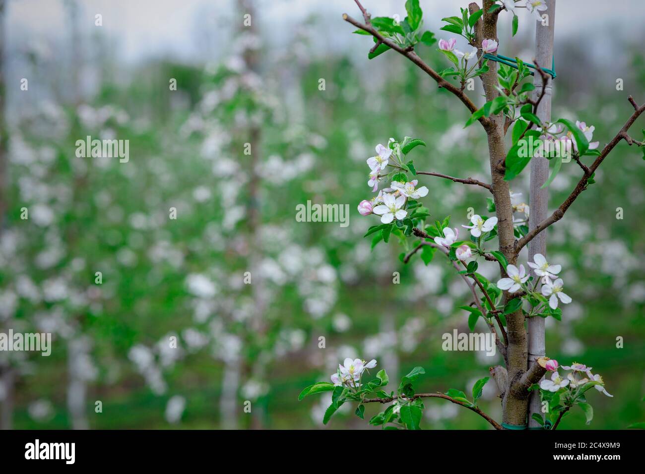 Farm field with fruit trees. Tree tied to struts on blurred background ...