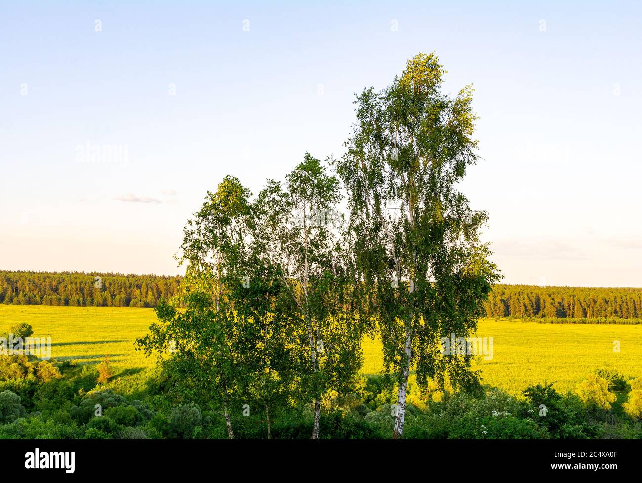 Birch trees on the background of fields under the midday sun Stock ...