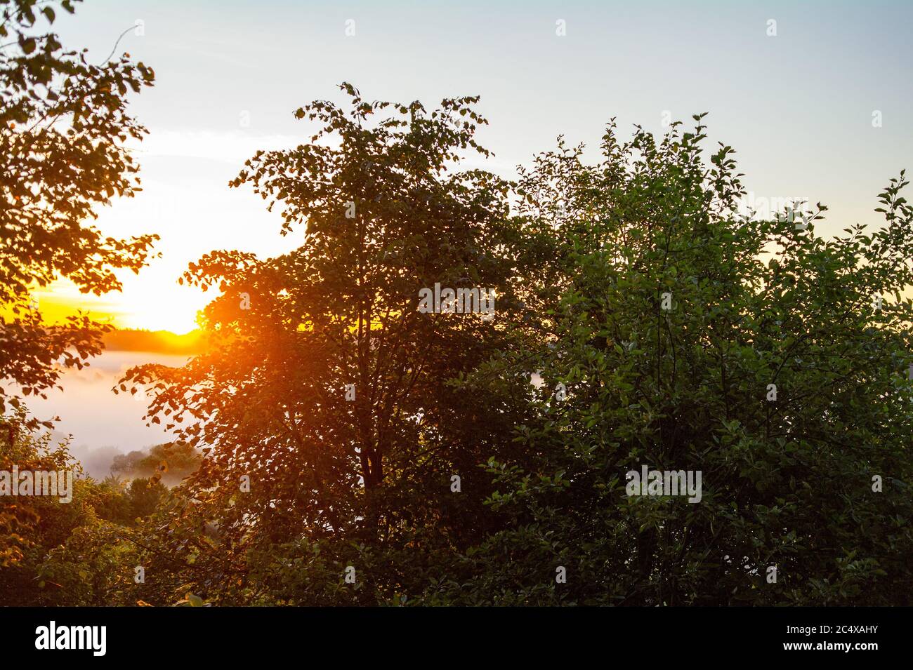 The rising sun shines through the trees Stock Photo - Alamy