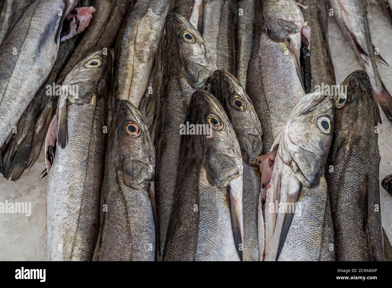 Closeup of hake fish market on white background. Healthy fresh ...