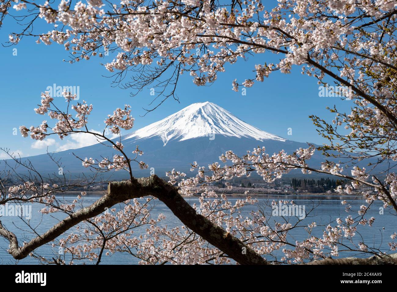 Mt. Fuji and Cherry Blossoms at Lake Kawaguchi in Spring Stock Photo ...