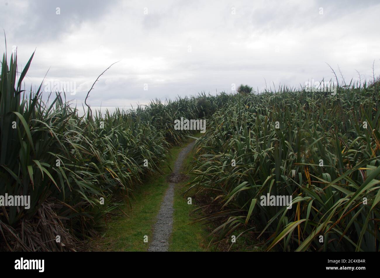 Search Results Web results Point Elizabeth Walkway. Alternative Te ...