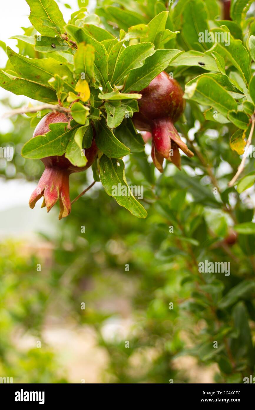Pomegranate tree flowering hi-res stock photography and images - Alamy