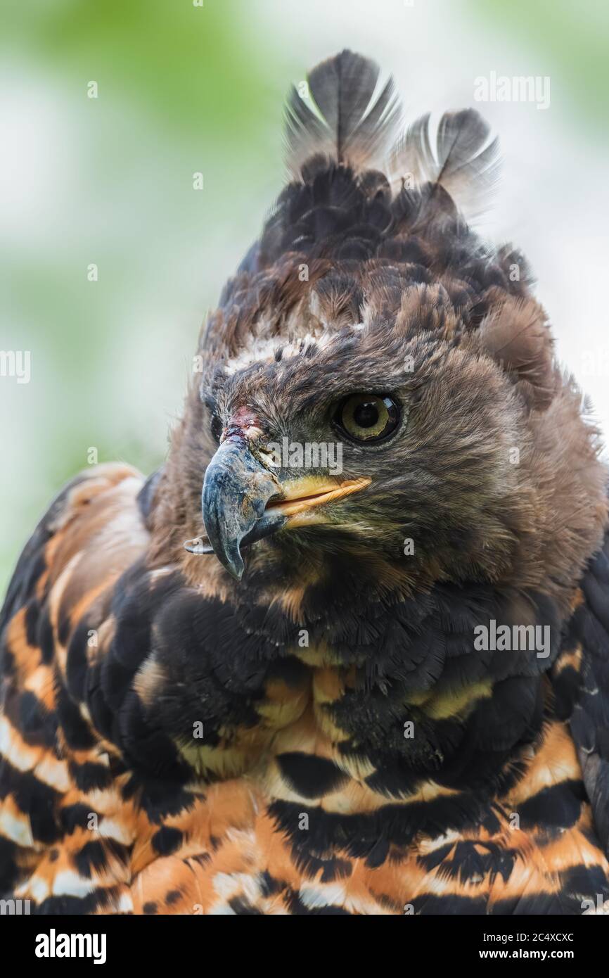 Crowned Hawk-eagle - Stephanoaetus coronatus, portrait of beautiful ...
