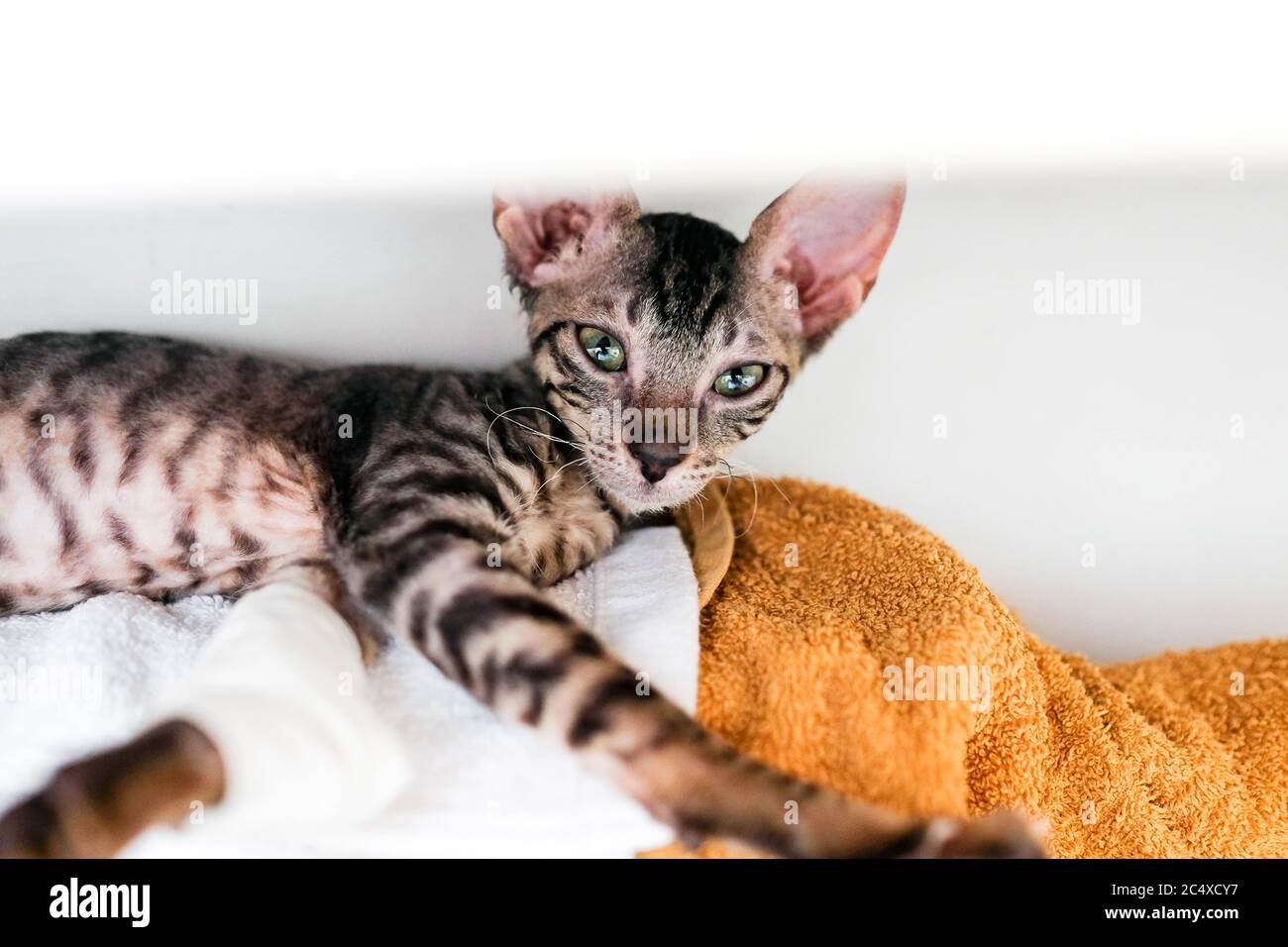 The kitten lies on the battery. Cornish tabby cat loves warmth. Pet ...