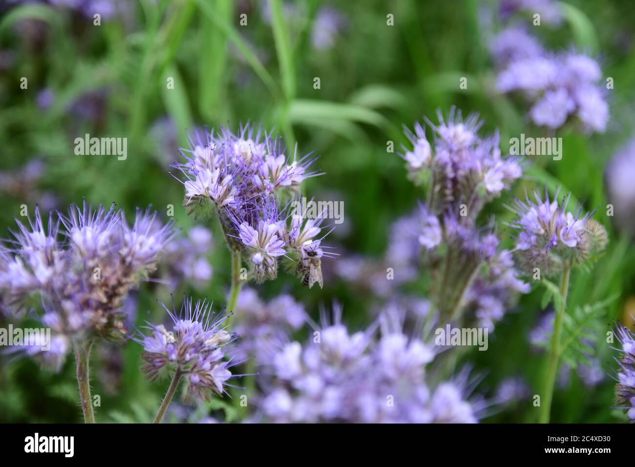Phacelia plantation, close-up of a bee pollinating a flower. Summer day ...