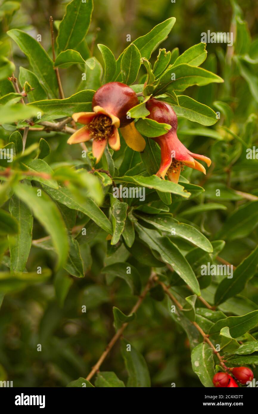 Pomegranate tree flowering hi-res stock photography and images - Alamy