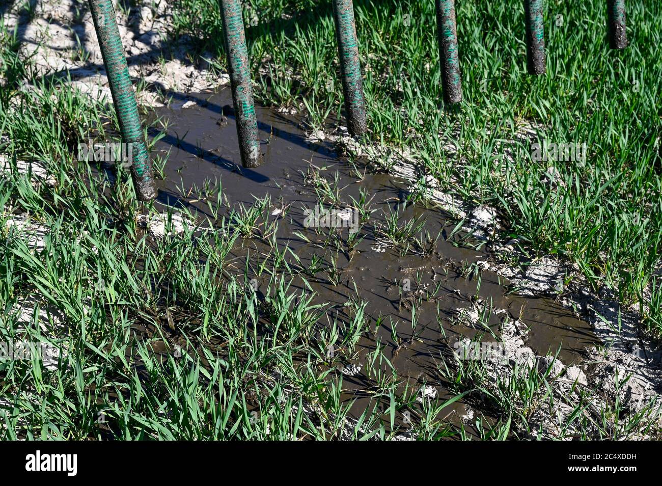 GERMANY, spreading of slurry in grain field, slurry from cattle stables ...