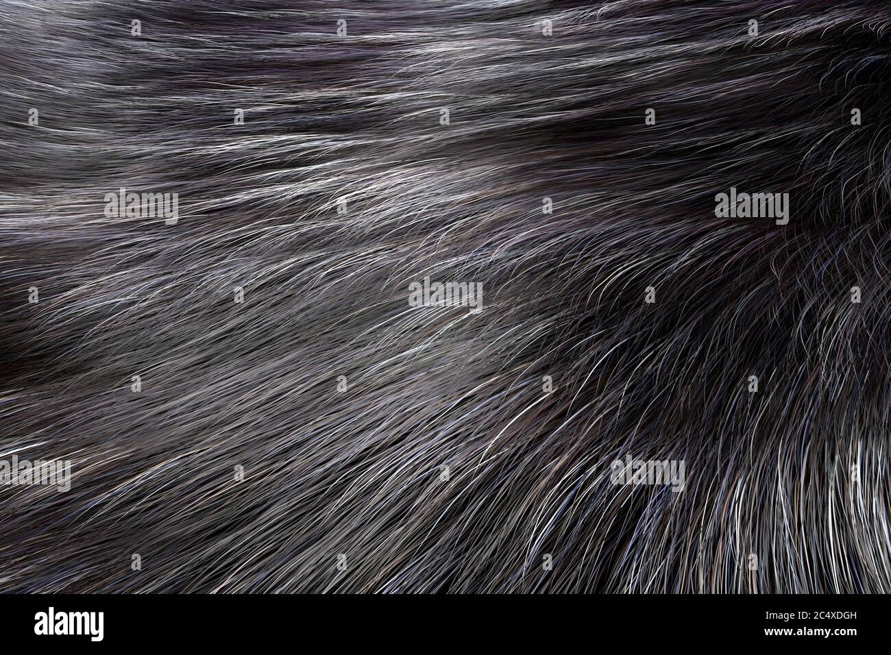 Silver Color Animal Fur Texture of Wolf or Fox extreme closeup. 3d ...