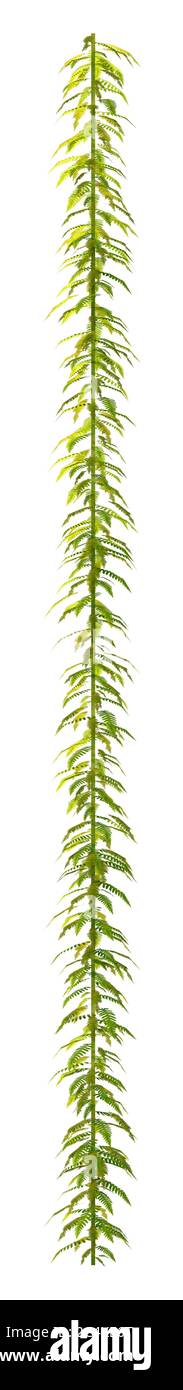 3D rendering of a green tropical liana isolated on white background ...