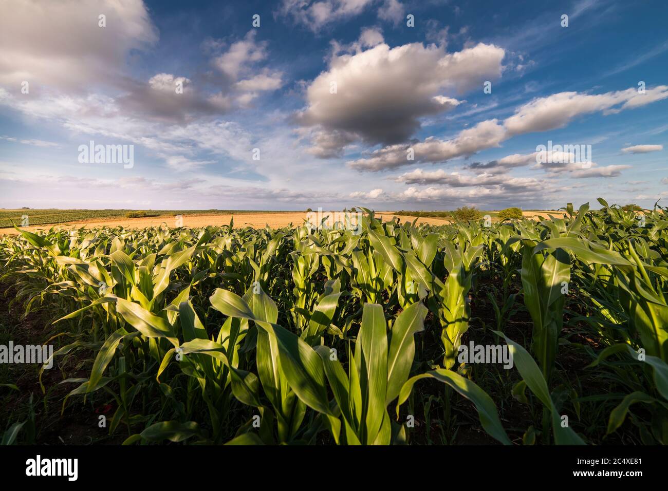 Open corn field at sunset.Corn field Stock Photo - Alamy