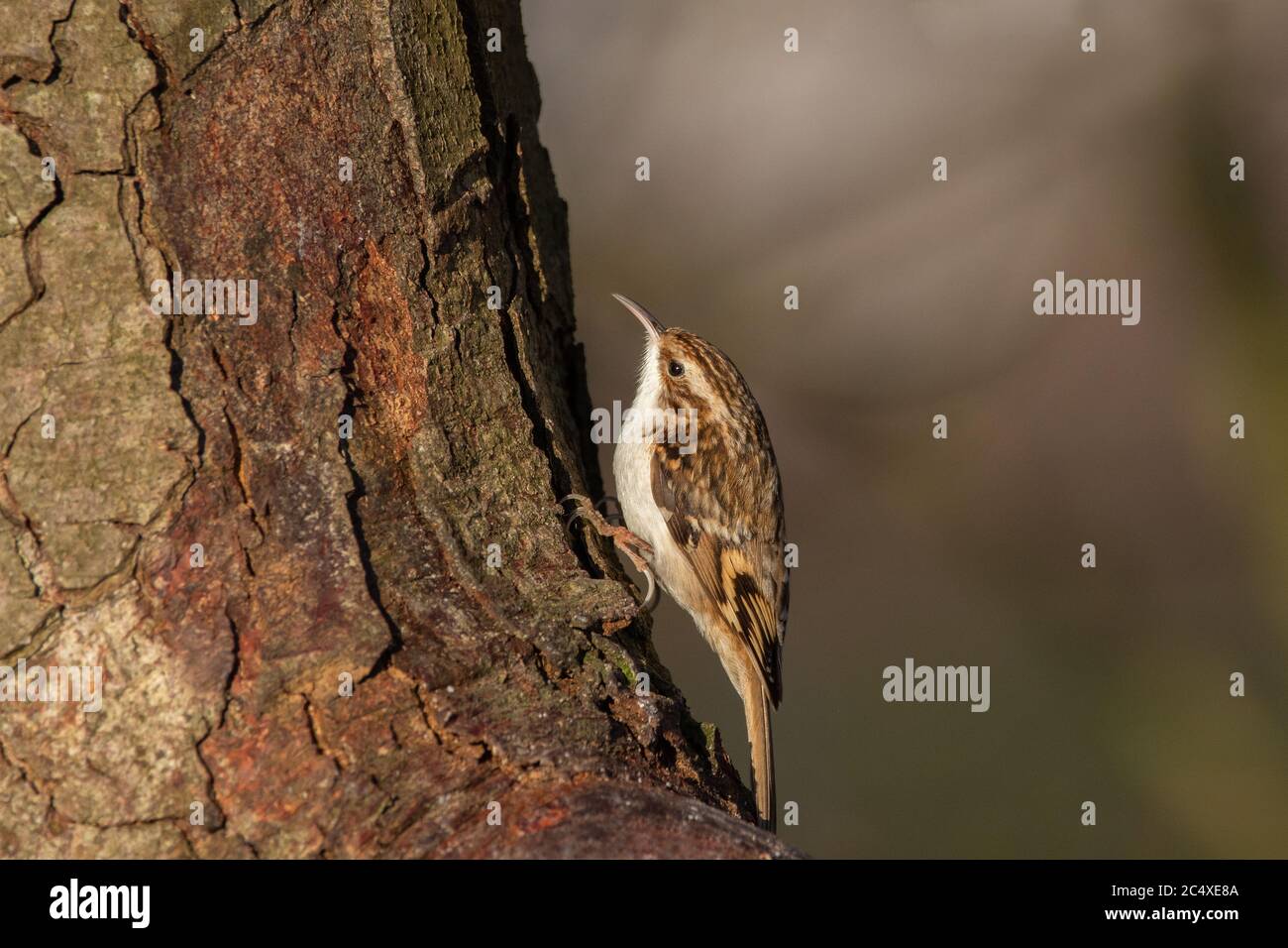 Tree climbing bird uk hi-res stock photography and images - Alamy