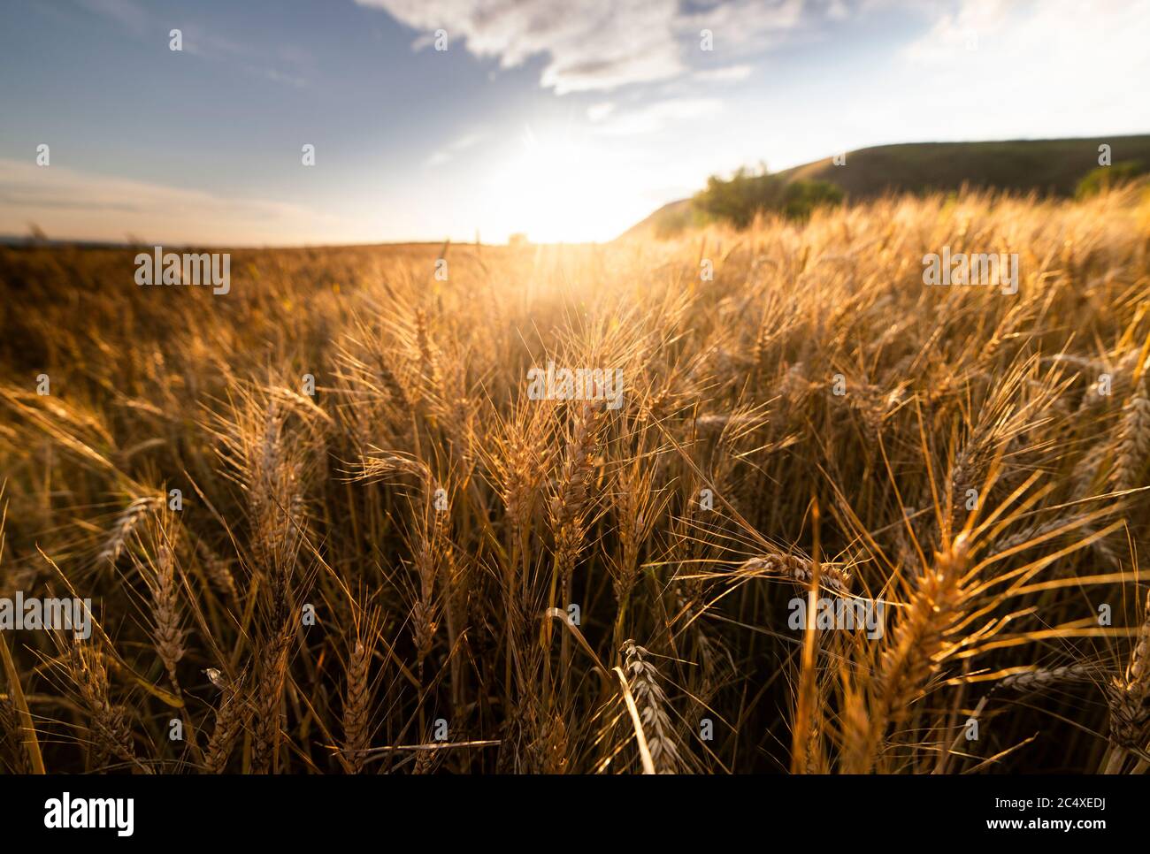 Open wheat field hi-res stock photography and images - Alamy