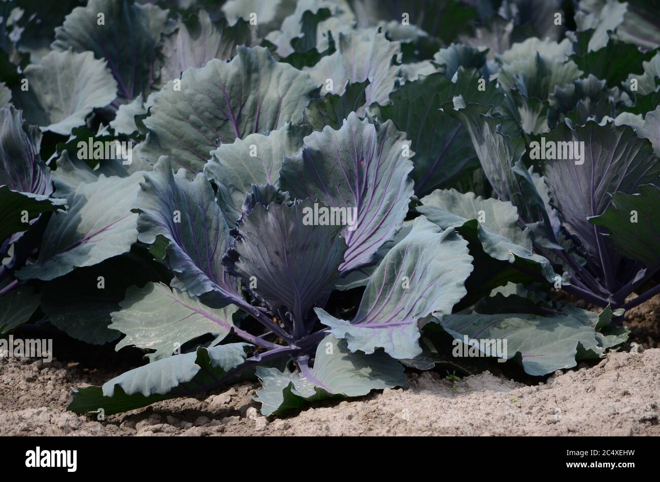 Red cabbage plants up close, the cabbage has to grow for a few months ...