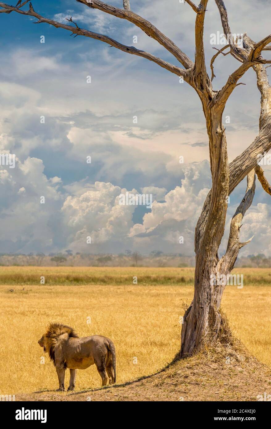 Lion under tree hi-res stock photography and images - Alamy