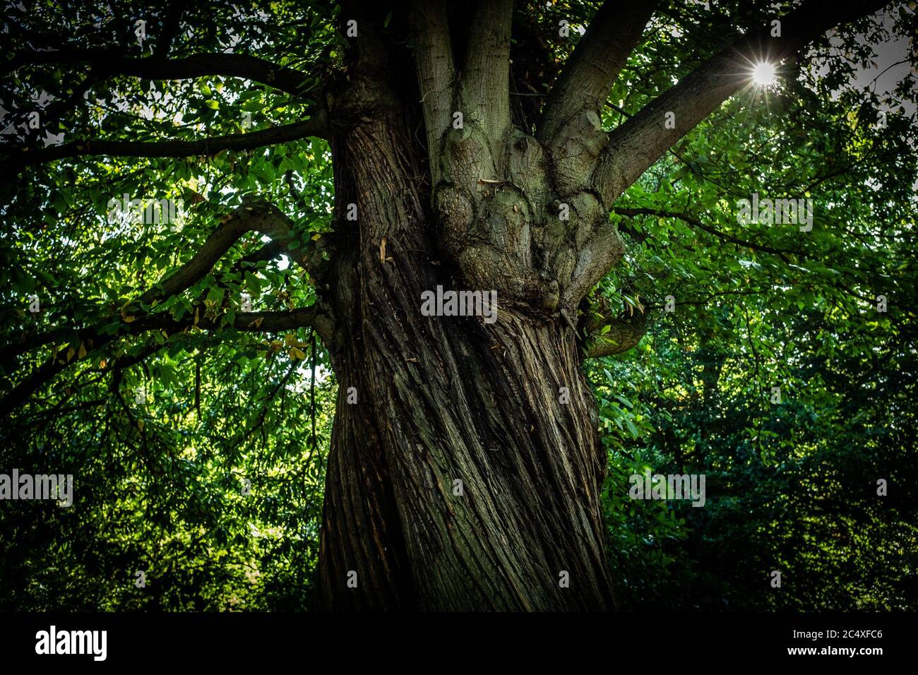 Botanic Royal Tree in London, UK Stock Photo - Alamy