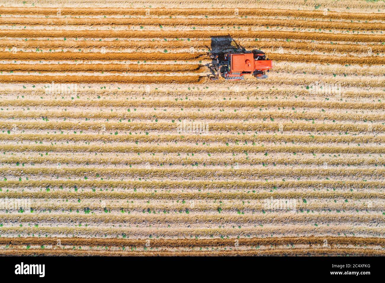 Spudding soil around agricultural vegetable plants using a tractor and ...