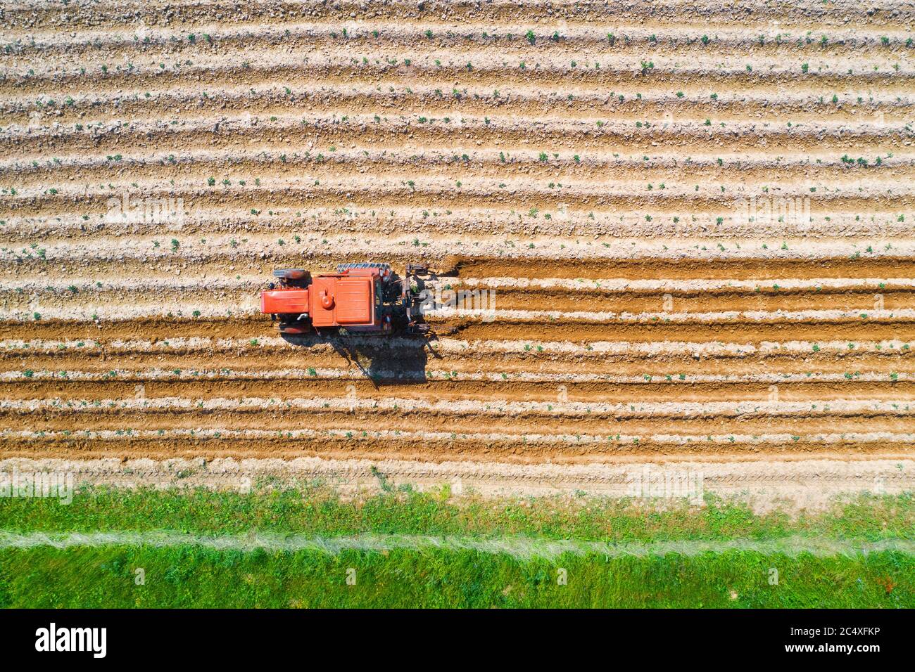 Spudding soil around agricultural vegetable plants using a tractor and ...
