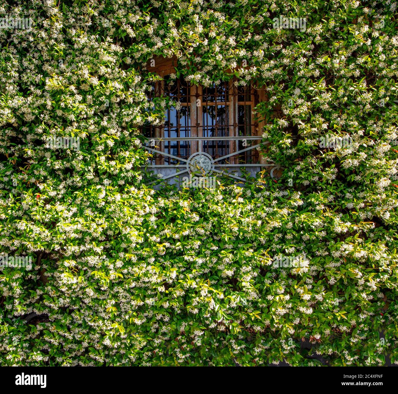 House in Glebe Place, frontage almost completely covered by greenery ...