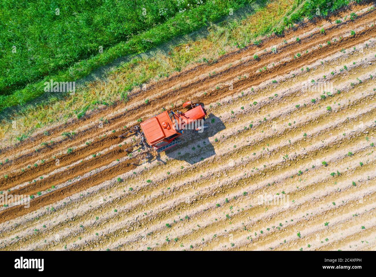 Spudding soil around agricultural vegetable plants using a tractor and ...