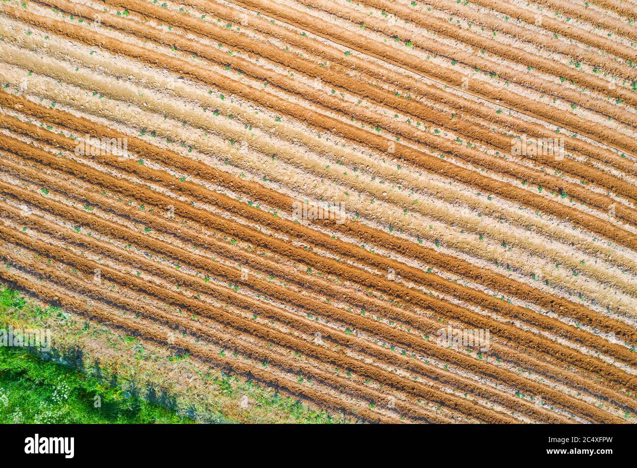 Spudding soil around agricultural vegetable plants ridges row, aerial ...