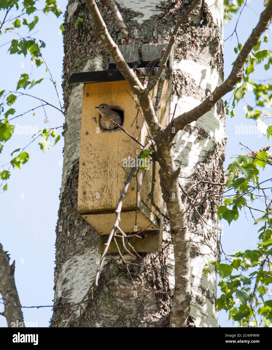 COMMON REDSTART at nest Phoenicurus phoenicurus Stock Photo - Alamy