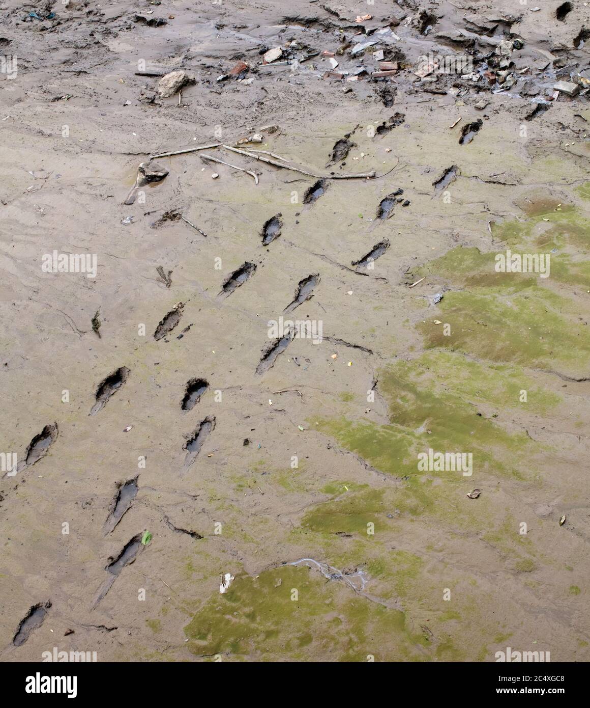 Muddy shore hi-res stock photography and images - Alamy