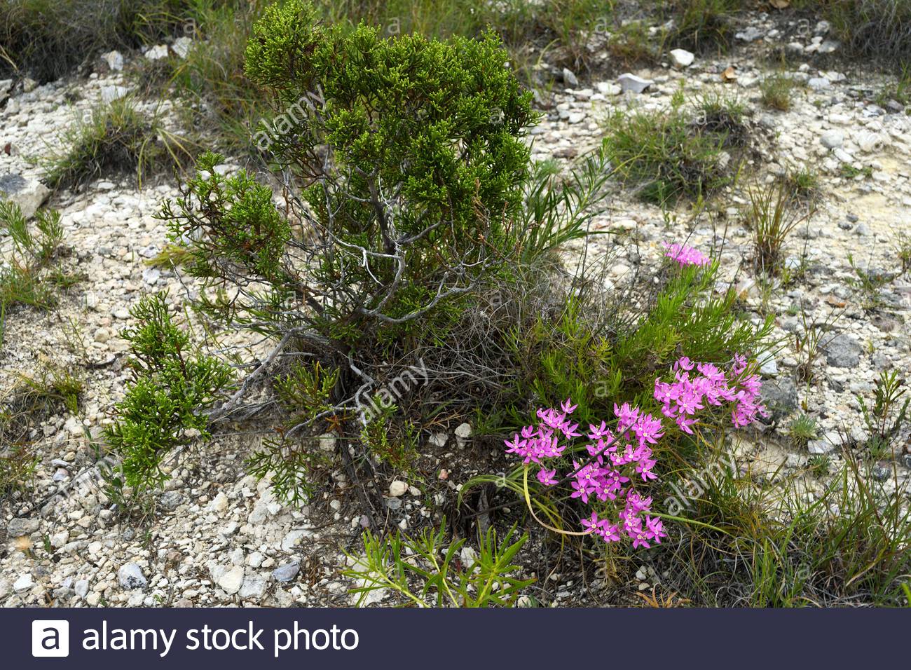Pink Vegetation High Resolution Stock Photography and Images - Alamy