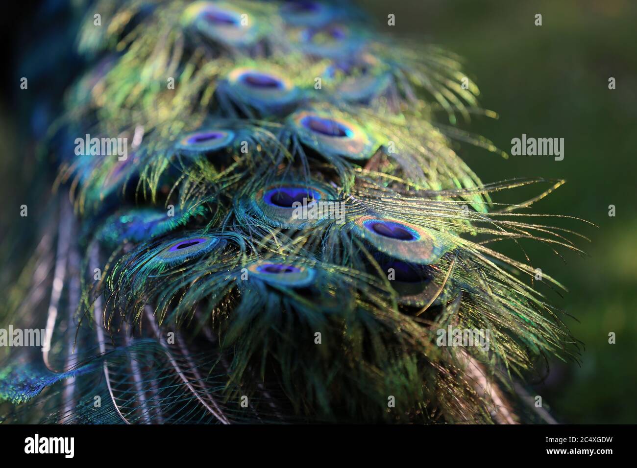 Colorful patterns of thousands of beautiful birds Stock Photo - Alamy