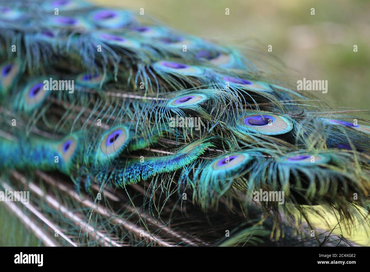 Colorful patterns of thousands of beautiful birds Stock Photo - Alamy