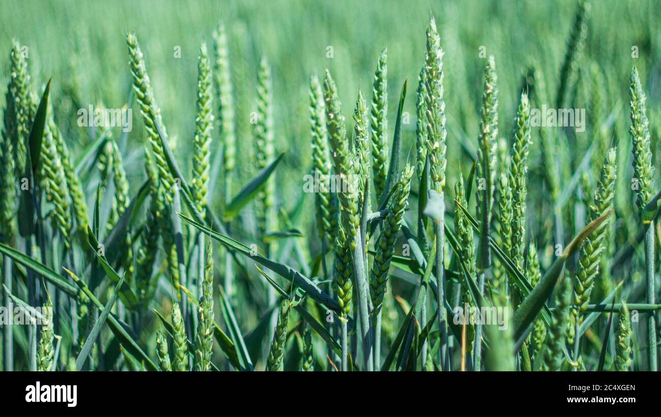 Sheafs Of Wheat High Resolution Stock Photography and Images - Alamy