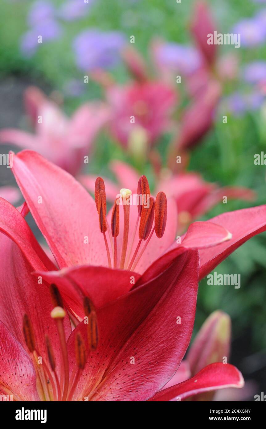 Maroon lilies hi-res stock photography and images - Alamy