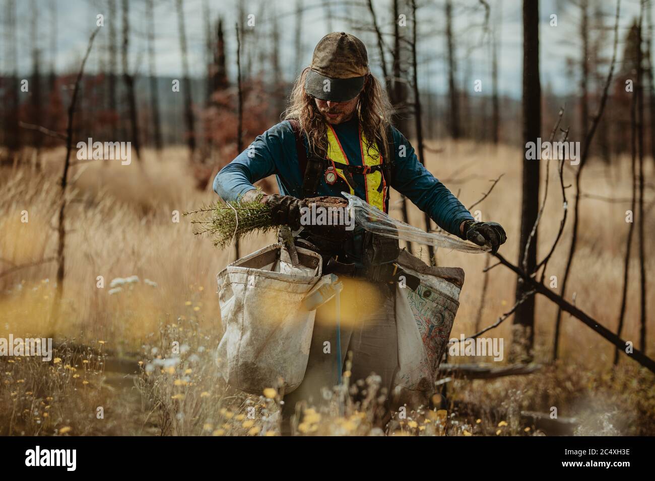Tree planter removing the plastic bags from the sapling for planting in ...