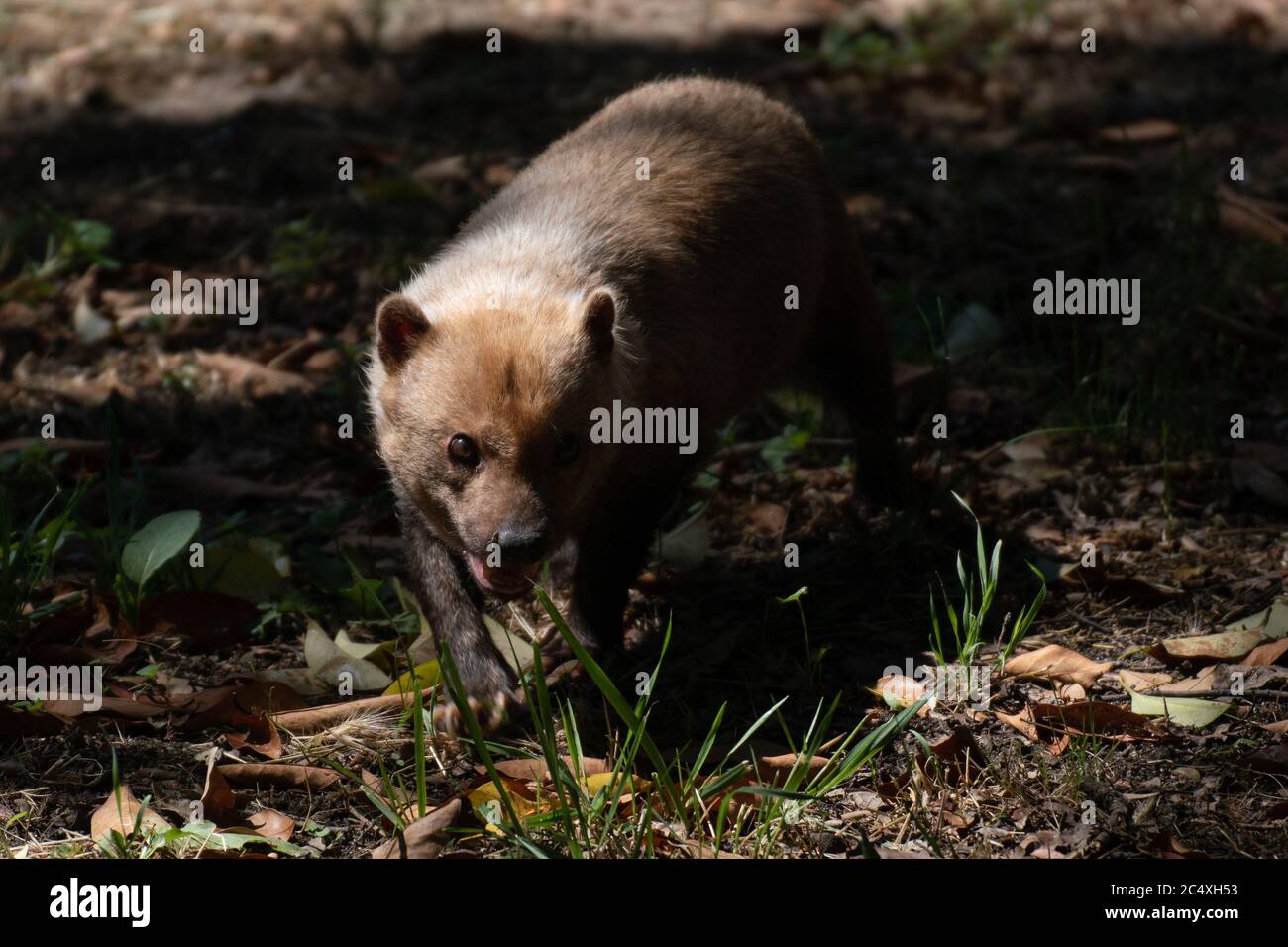 Beautiful portrait of a cute female of bush dog between light and ...