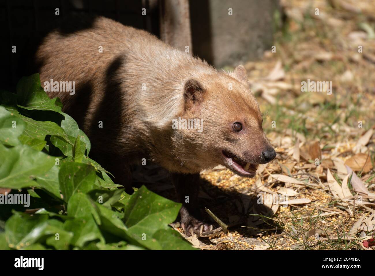 Beautiful portrait of a cute female of bush dog between light and ...