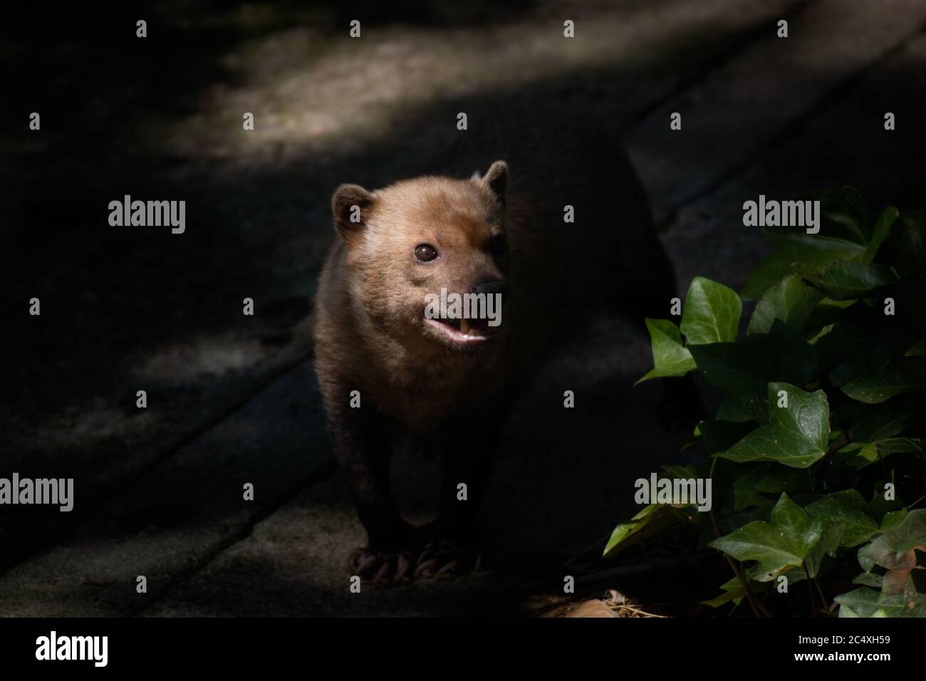 Beautiful portrait of a cute female of bush dog between light and ...