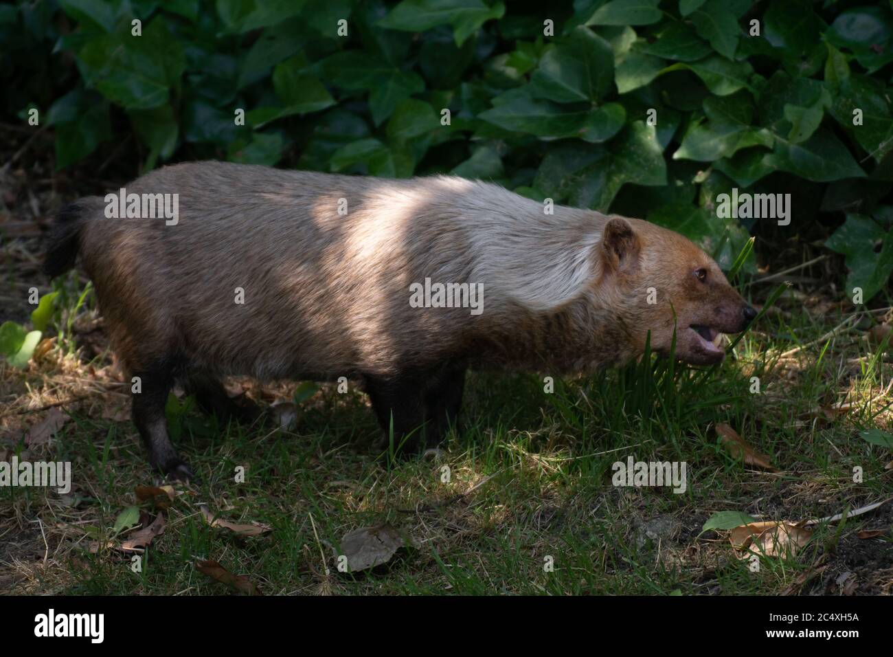 Beautiful portrait of a cute female of bush dog between light and ...