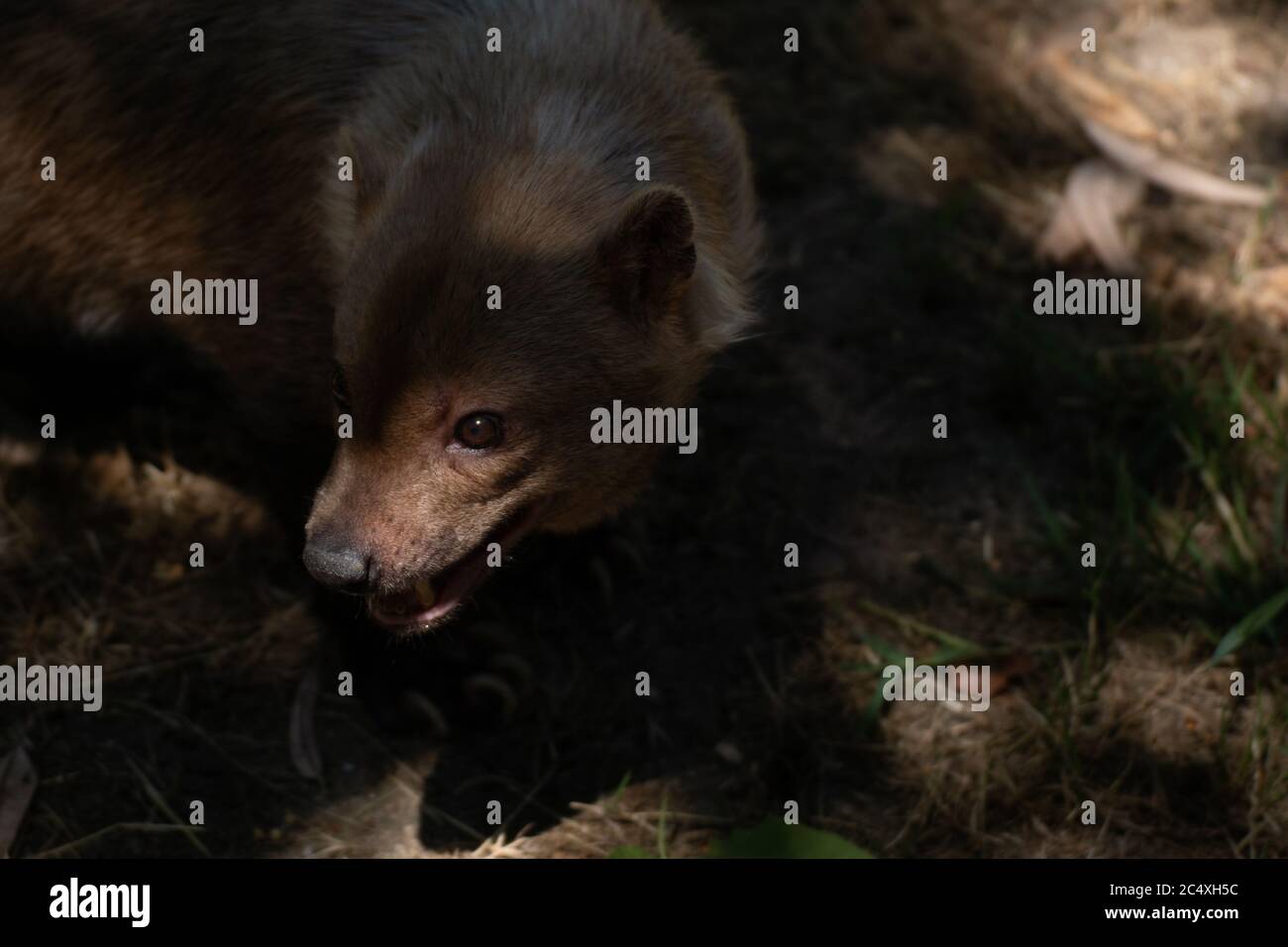 Beautiful portrait of a cute female of bush dog between light and ...