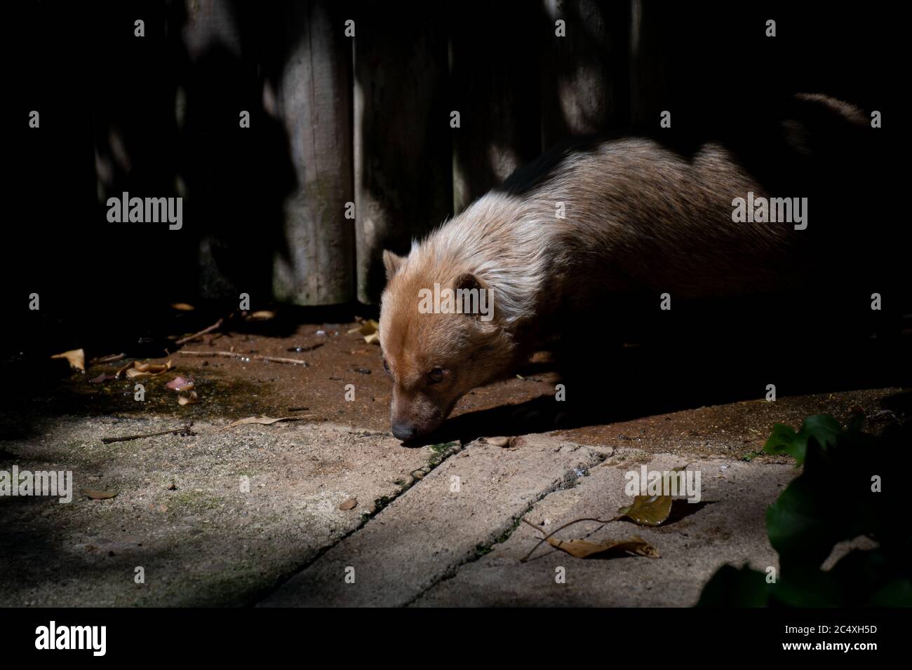 Beautiful portrait of a cute female of bush dog between light and ...