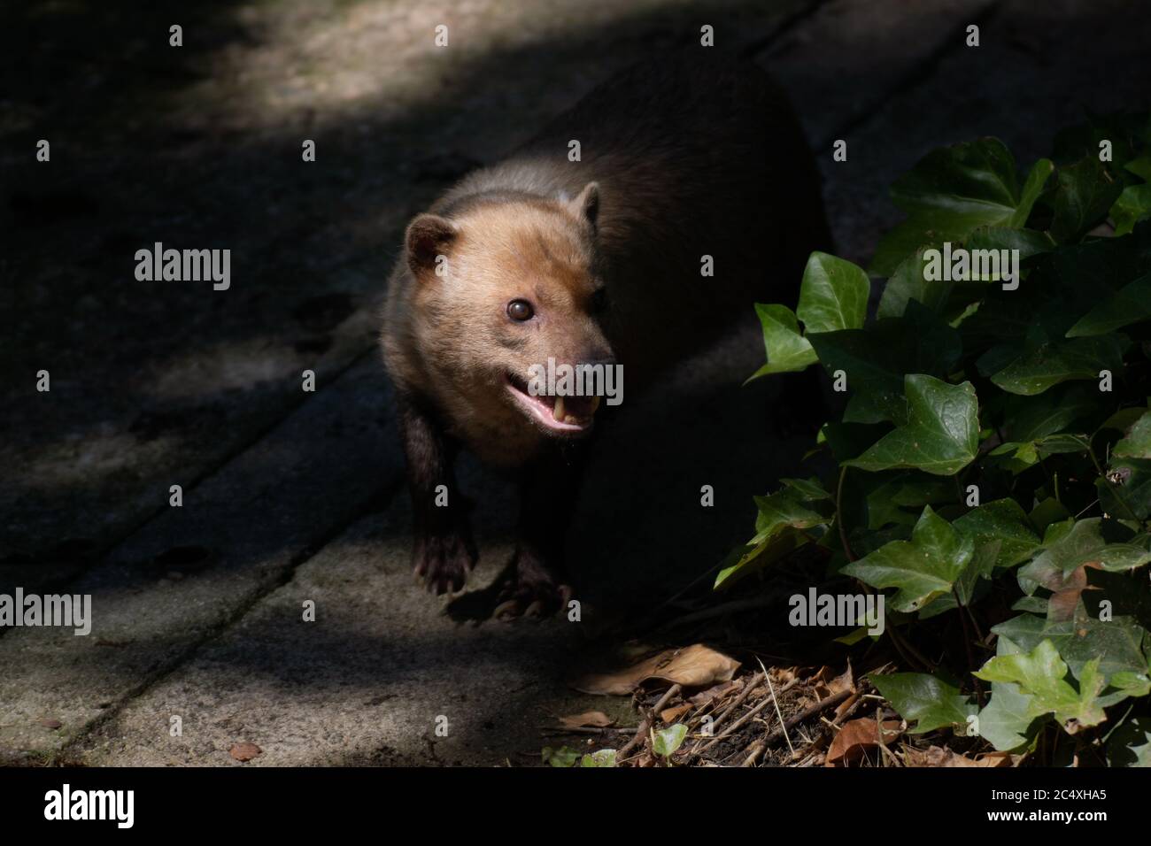 Beautiful portrait of a cute female of bush dog between light and ...